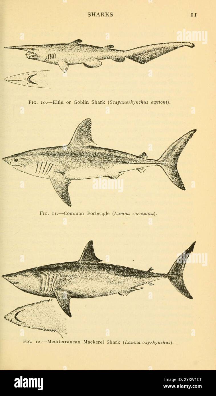Field book of giant fishes New York, G. P. Putnam [1949], shark, whales ...