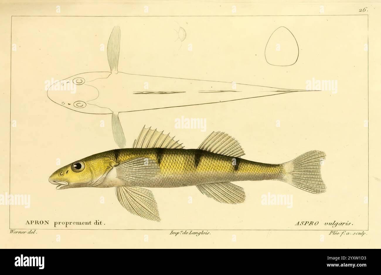 Histoire naturelle des poissons, Paris, Chez F. G. Levrault, 1828-1849 ...