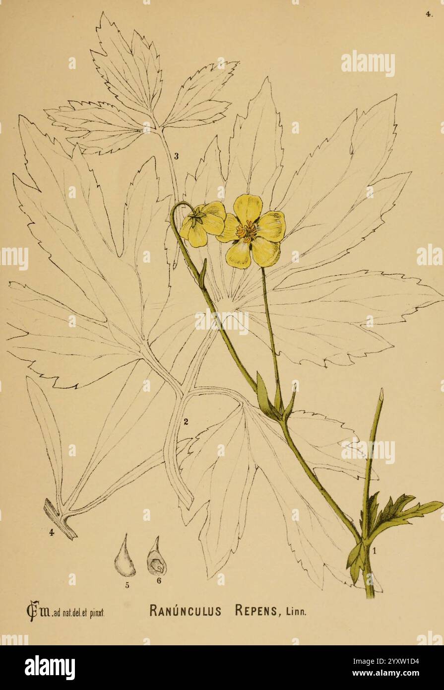 Five petal structure hi-res stock photography and images - Alamy