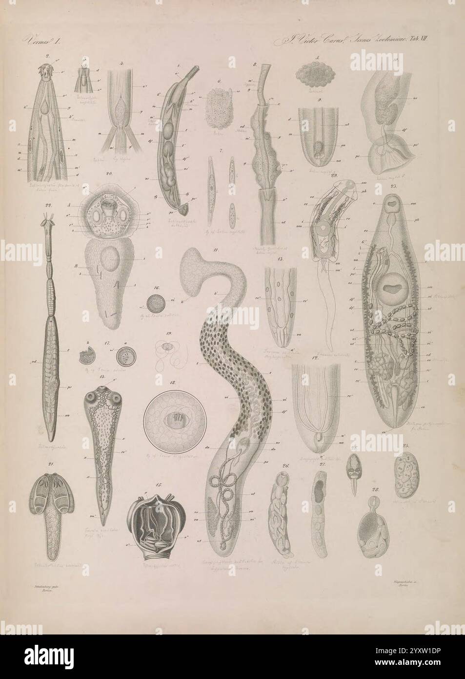 Scientifically rendered representations hi-res stock photography and ...