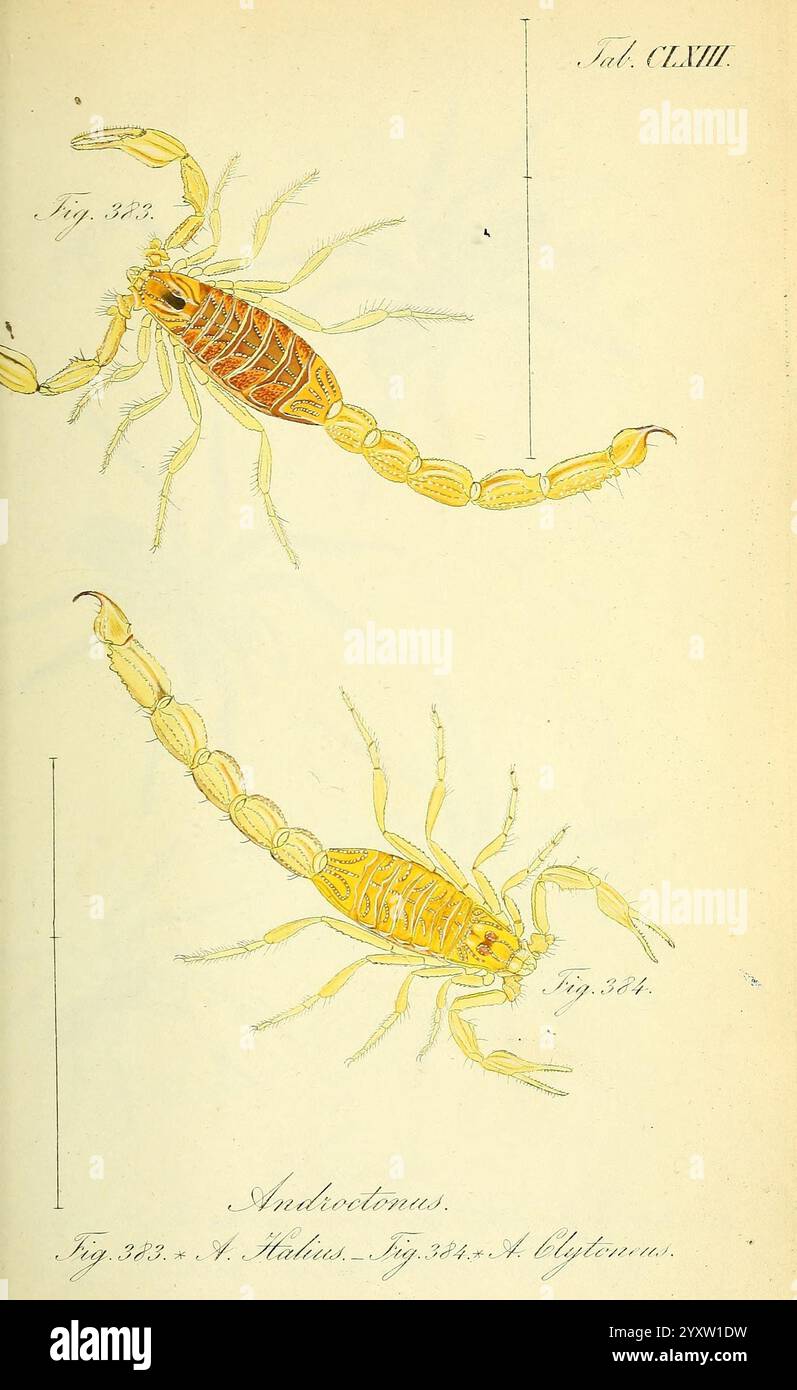 Scorpions depicted hi-res stock photography and images - Alamy