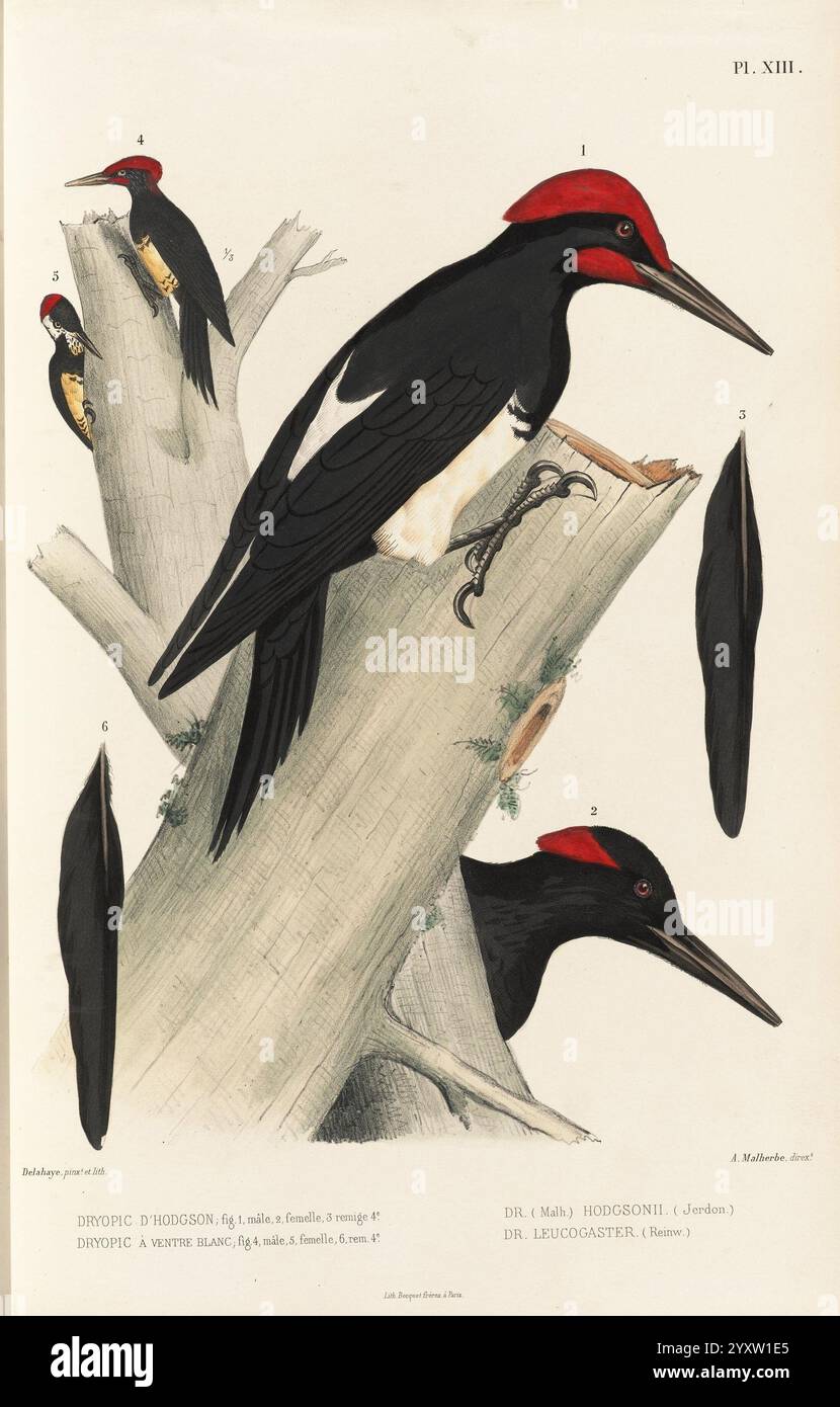 Dryobates leucogaster hi-res stock photography and images - Alamy