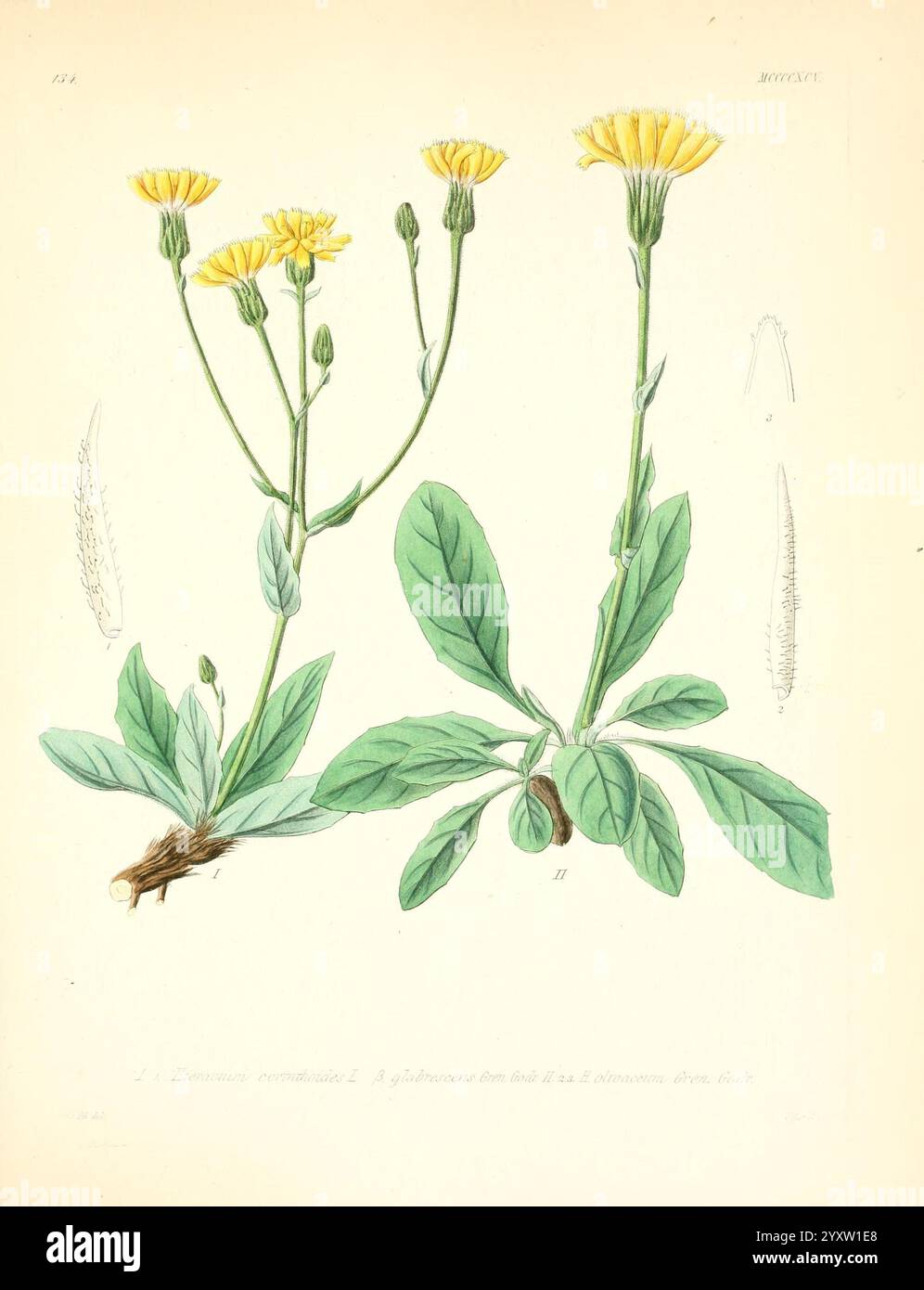 Leafy rosette base hi-res stock photography and images - Alamy