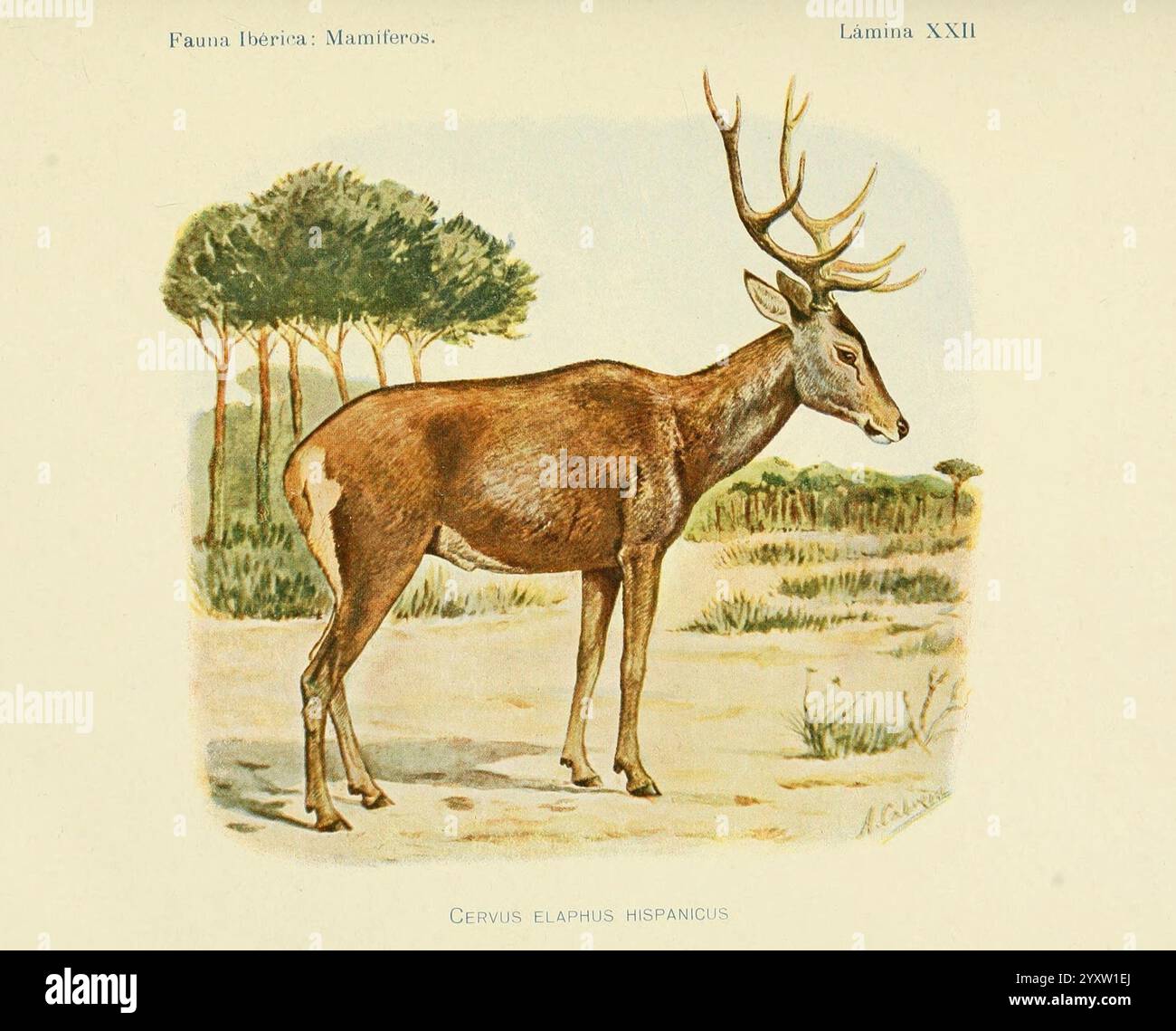 Elongated physique hi-res stock photography and images - Alamy