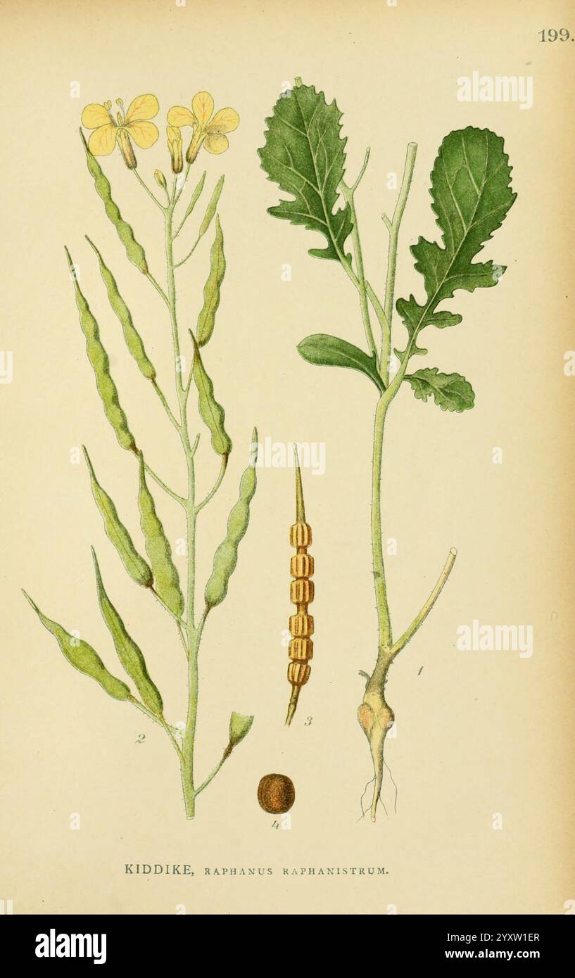 Drawing showcases various parts hi-res stock photography and images - Alamy