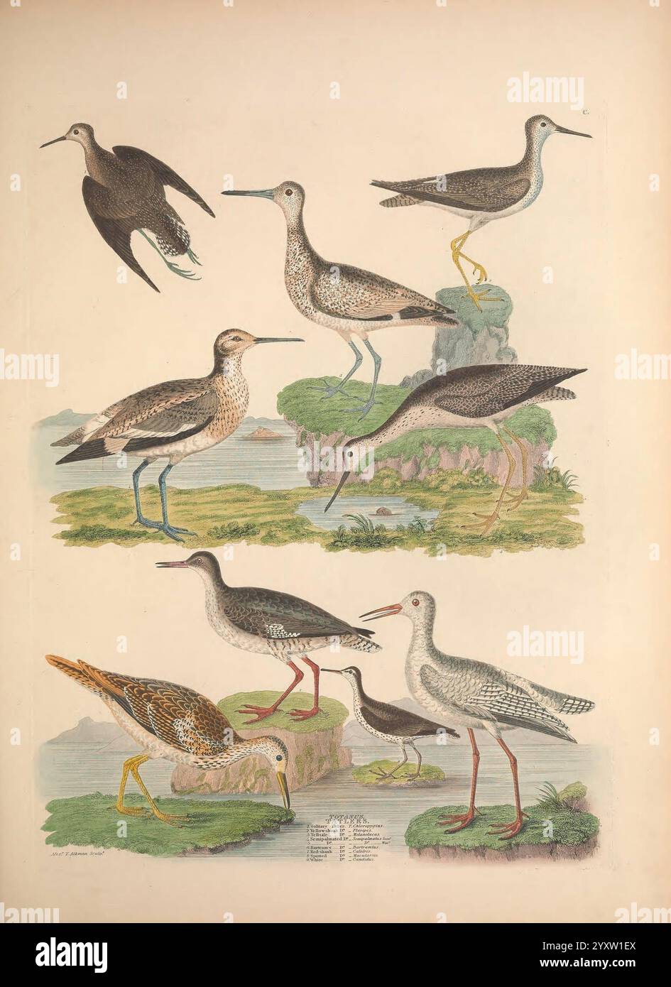 Illustrations of the American ornithology of Alexander Wilson and ...