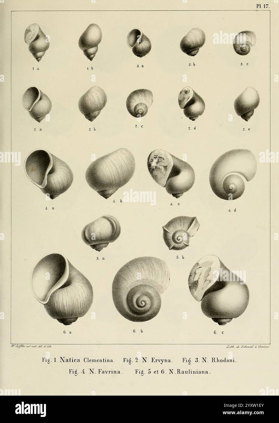 Description, des mollusques fossiles, qui se trouvent, dans les grès ...