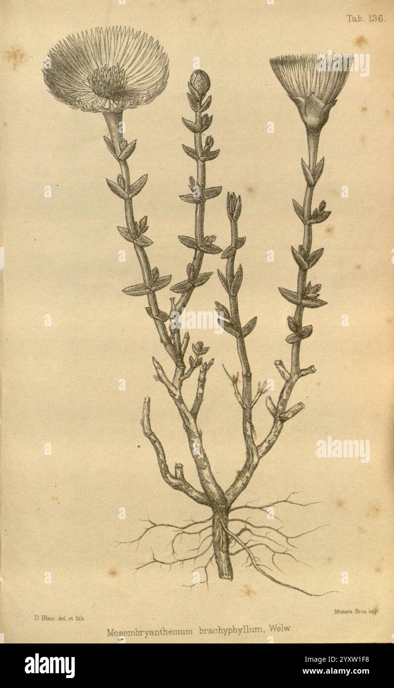 Journal of Botany, British and Foreign. London, Robert Hardwicke, 1863 ...