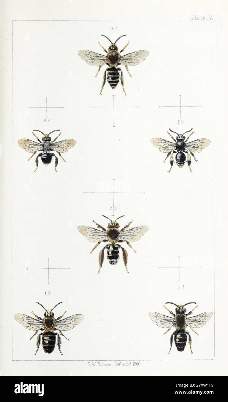 Six different species of bees hi-res stock photography and images - Alamy