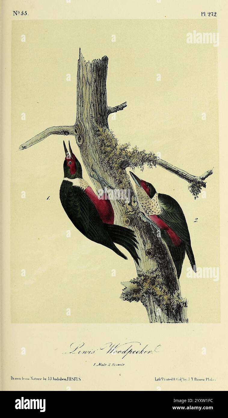 The Birds of America, New York, G.R. Lockwood, 1871, c1839, birds ...