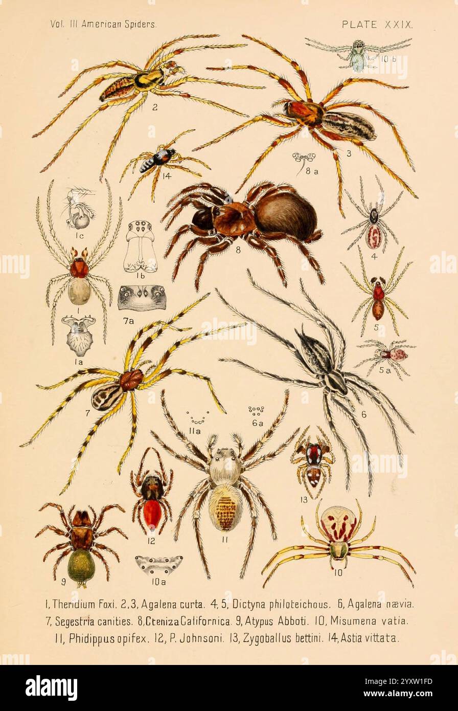 American, spiders, and, their, spinning, work, V.3, Academy of Natural ...