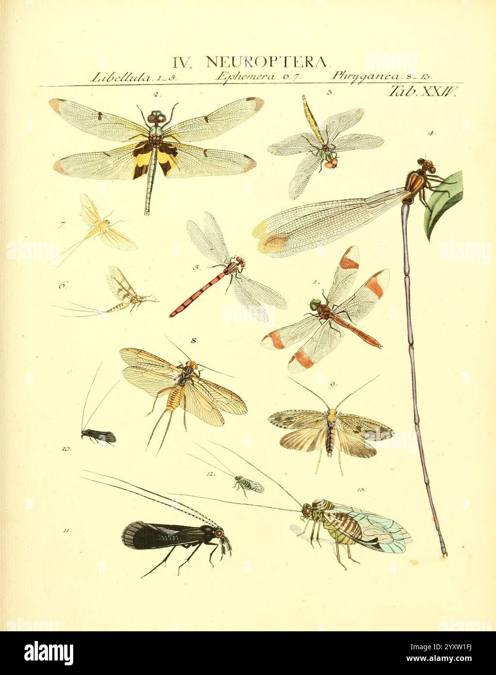 Steiner 1776 crustacea insects pictorial hi-res stock photography and ...