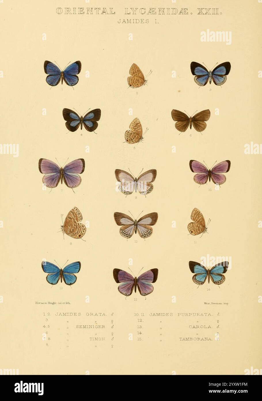 Genus jamides hi-res stock photography and images - Alamy