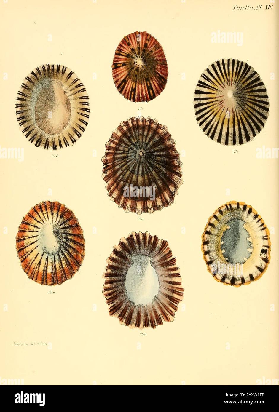 Seven distinct shell specimens hi-res stock photography and images - Alamy