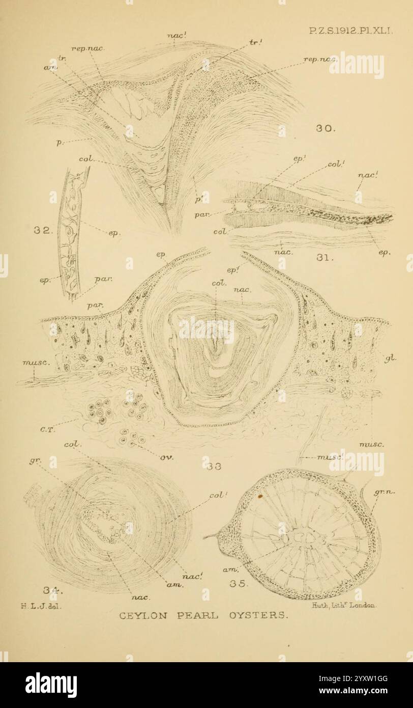 Oysters anatomy hi-res stock photography and images - Alamy