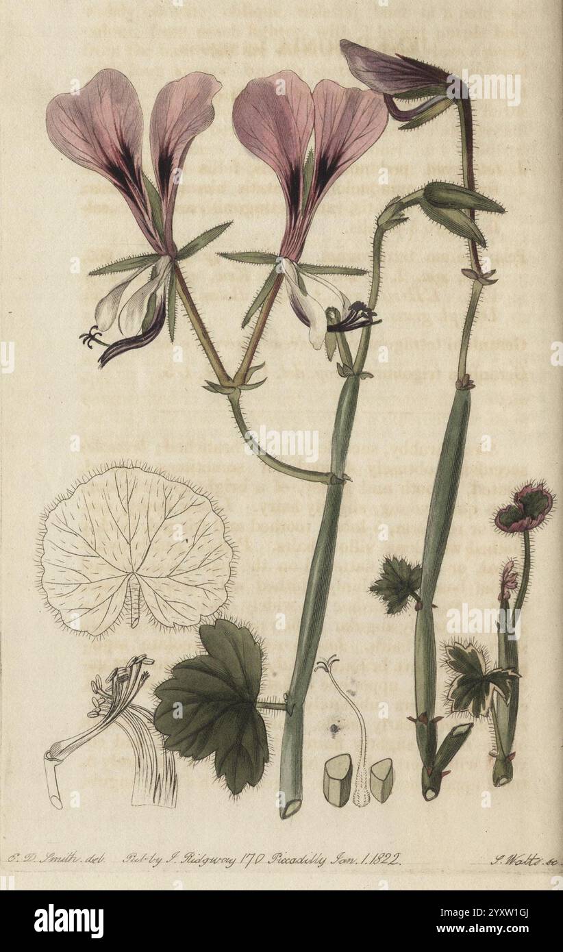 Prominent dark markings hi-res stock photography and images - Alamy