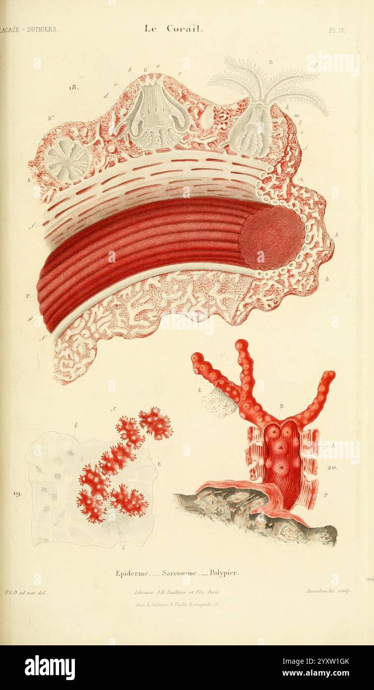 Histoire naturelle du corail, Paris, J.B. Ballière, 1864, Algeria ...