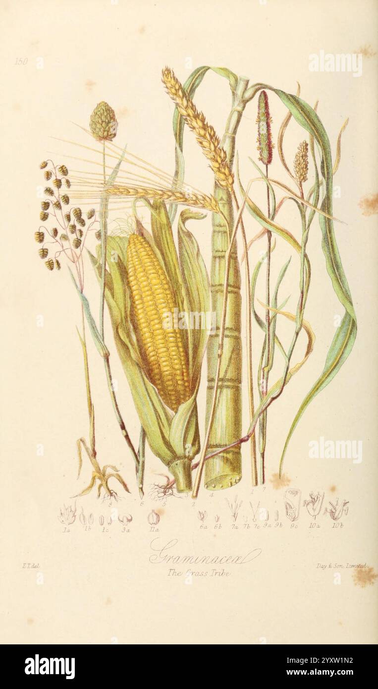 Illustrations of the Natural Orders of Plants with Groups and ...