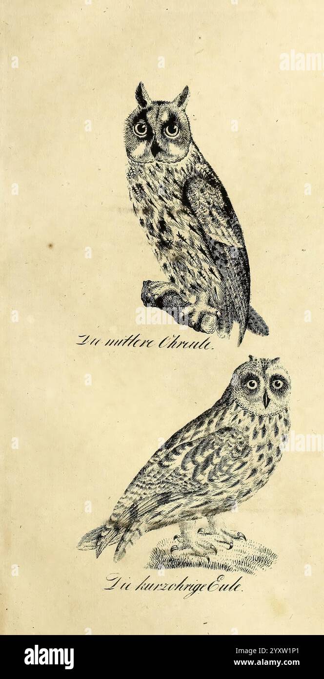 Rounder body shape hi-res stock photography and images - Alamy