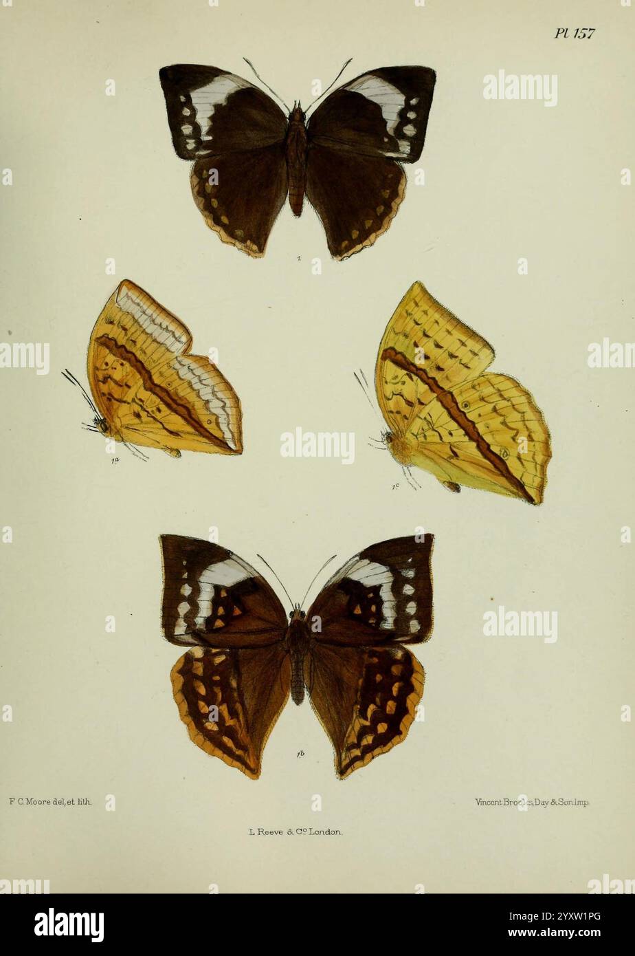 Presents another butterfly hi-res stock photography and images - Alamy