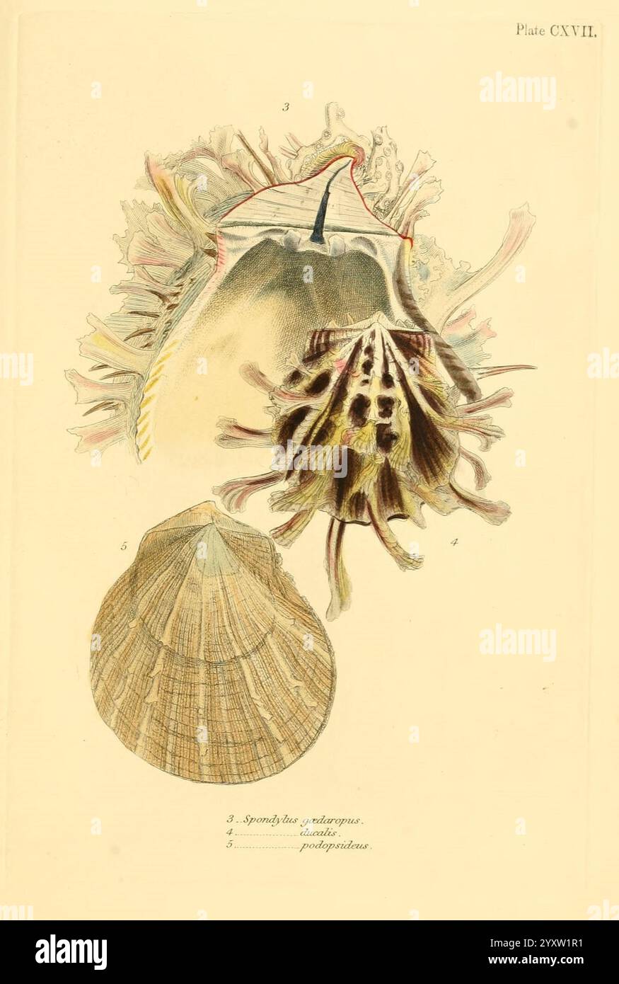 Conchologia systematica, or Complete system of conchology London ...