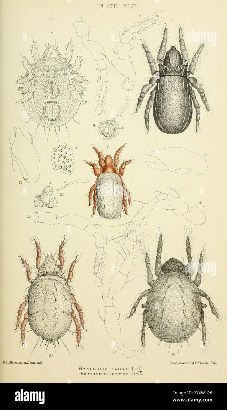 British Oribatidae London The Ray Society 1884-1888 Great Britain mites ...