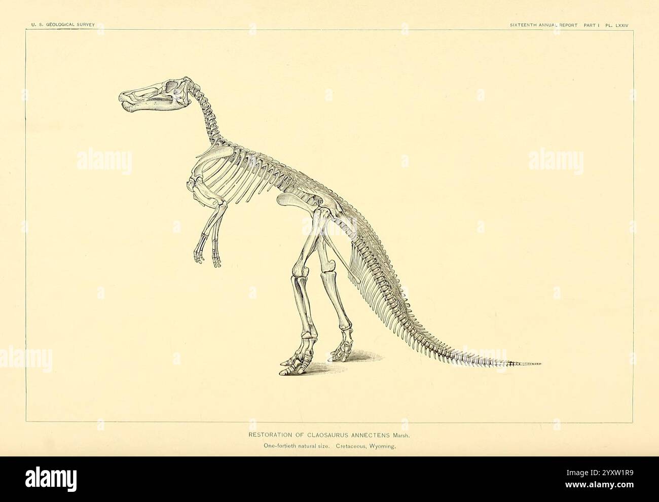 The dinosaurs of North America, Washington, Govt. Print, 1896 ...