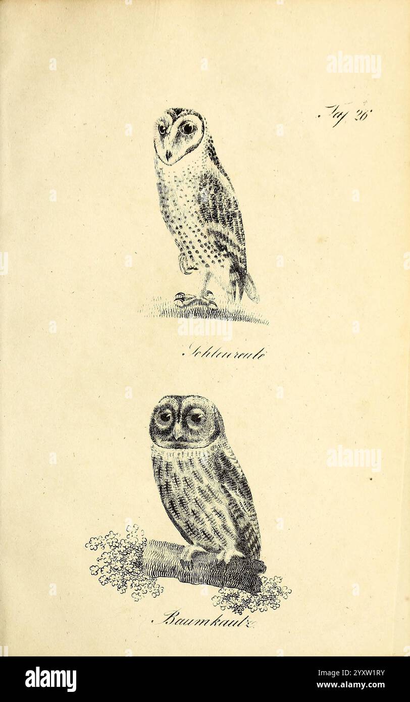 Owls upper body features hi-res stock photography and images - Alamy