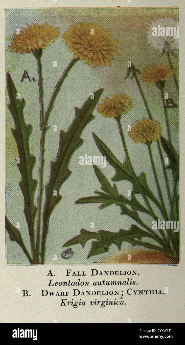 Dandelions unique characteristics hi-res stock photography and images ...