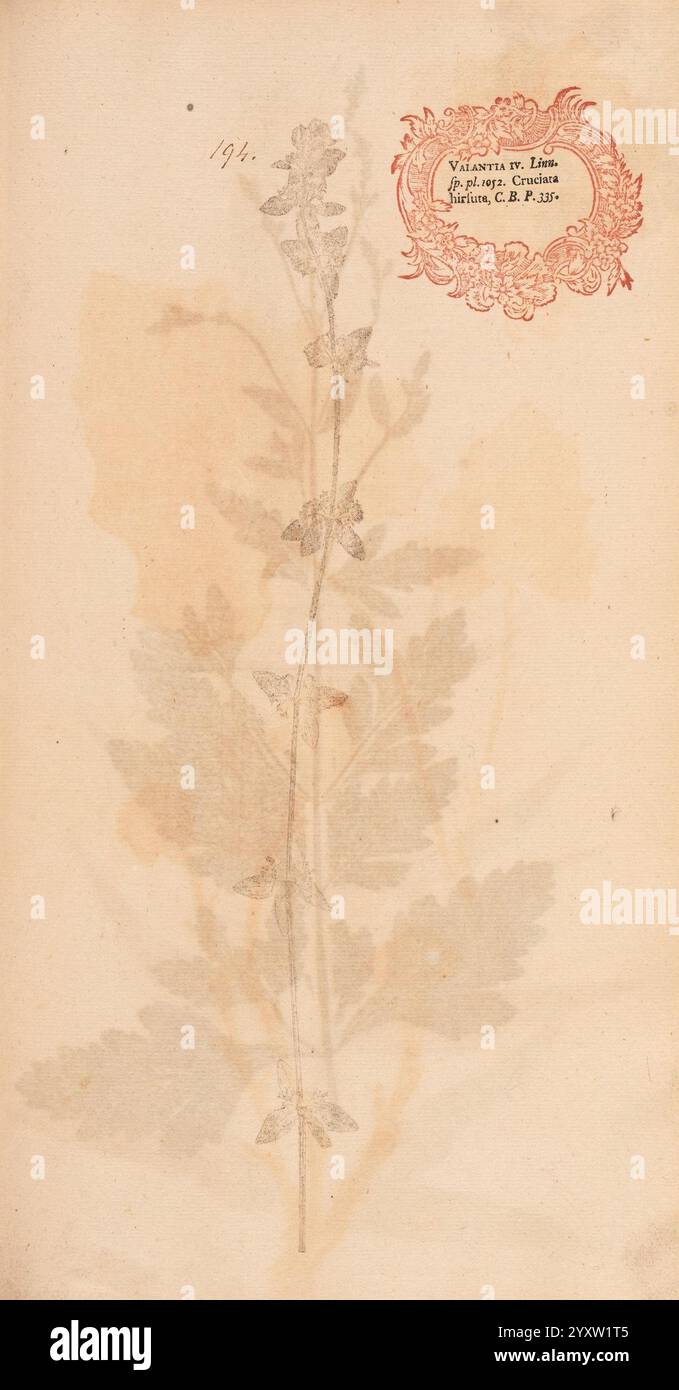 Artistic appreciation of botanical specimens hi-res stock photography ...