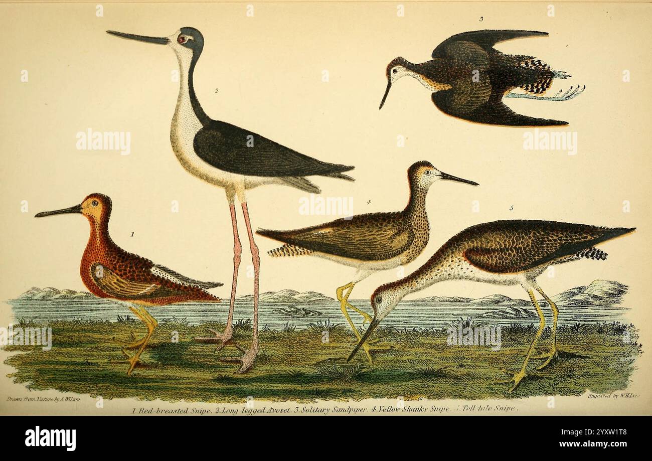 American ornithology, or The natural history of the birds of the United ...