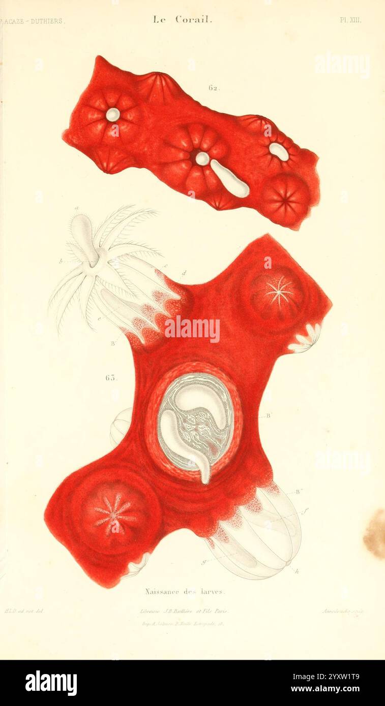Corals skeletal framework hi-res stock photography and images - Alamy