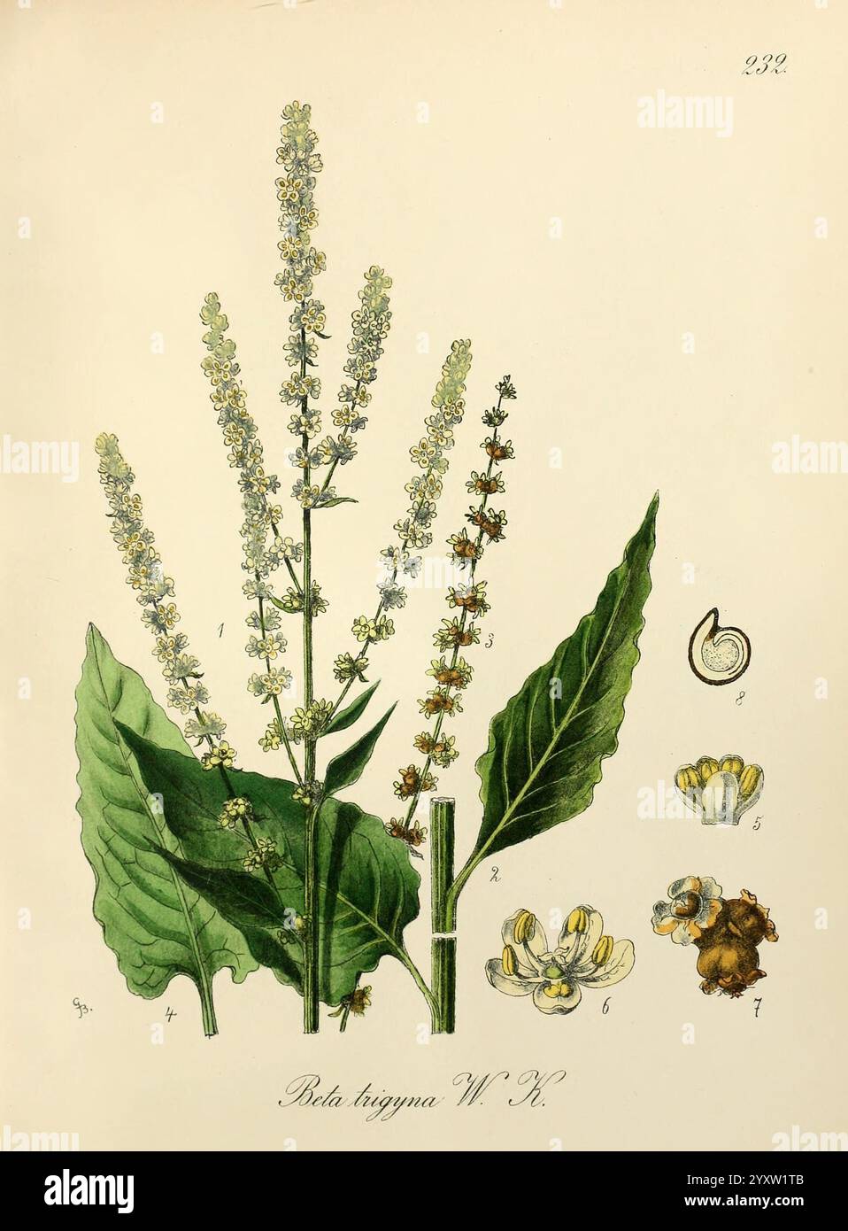 Plant beta trigyna w hi-res stock photography and images - Alamy