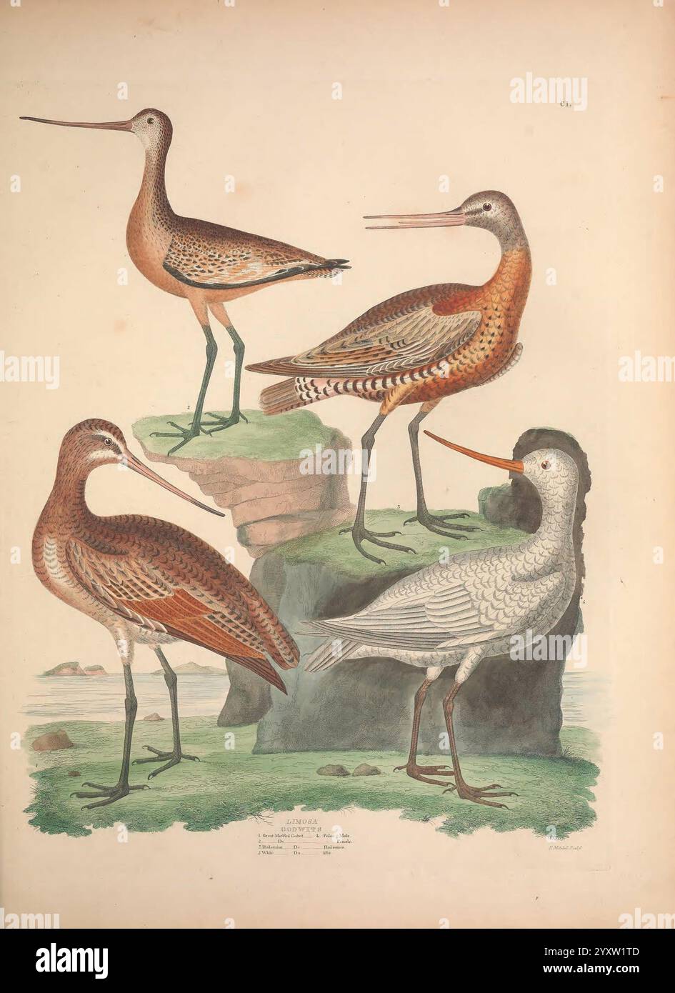 American ornithology alexander wilson charles lucian bonaparte e hi-res ...