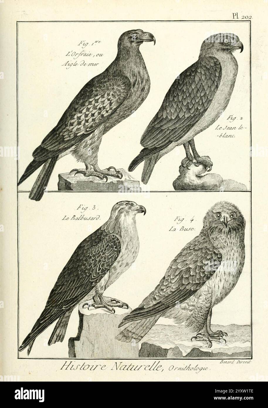 Tableau, encyclopédique, et, méthodique, des, trois, règnes, de, la ...