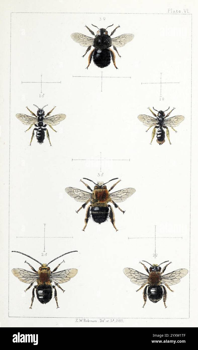 British, bees, London, L. Reeve & Co, 1866, bees, Great Britain ...