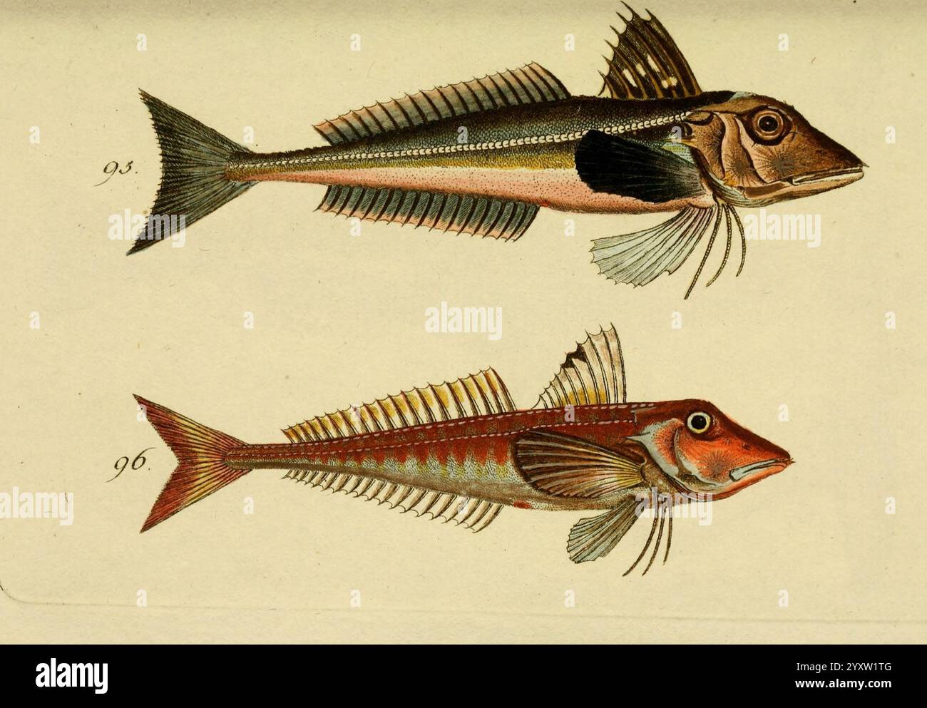 Deeper body shape hi-res stock photography and images - Alamy