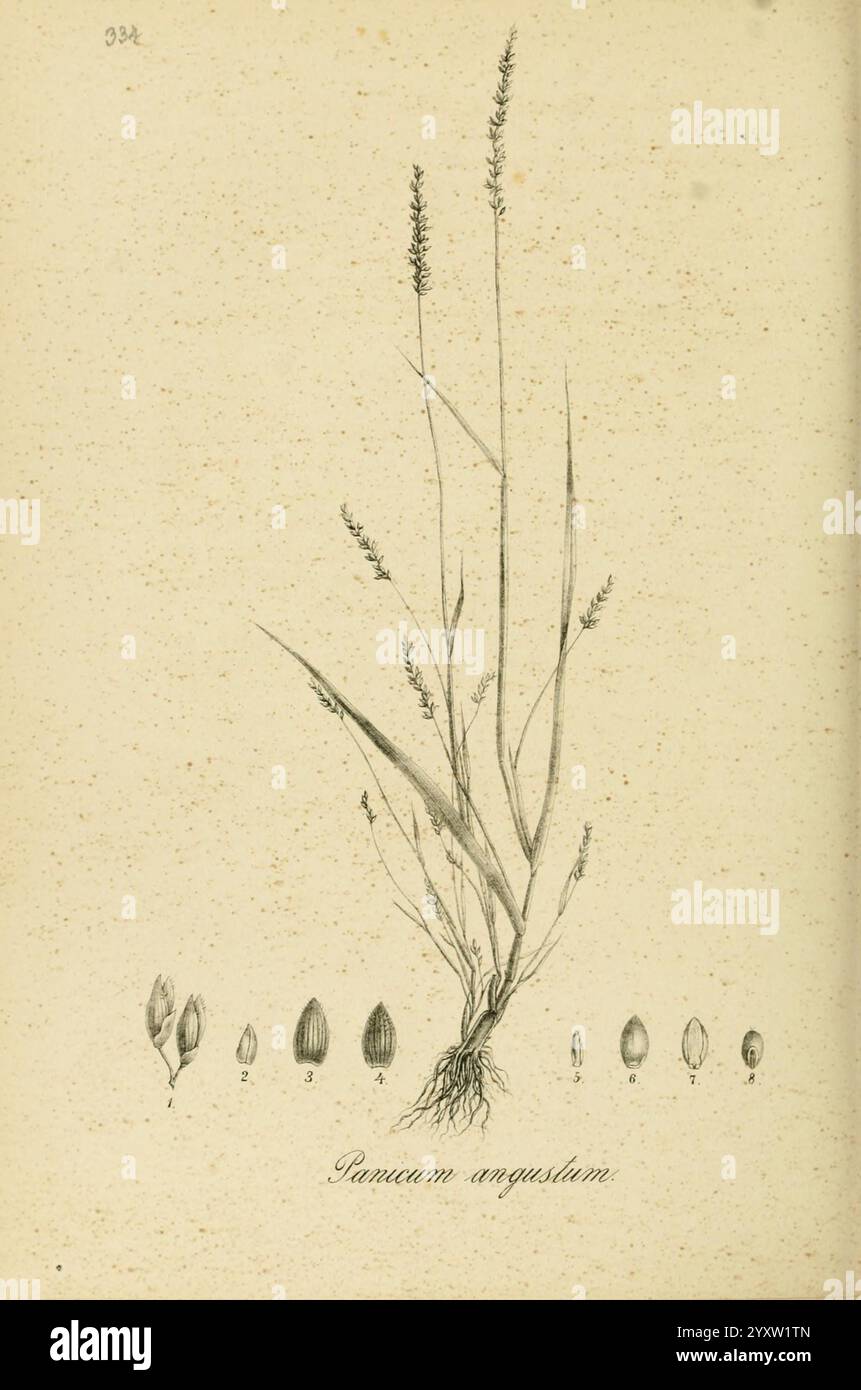 Plant species panicum angustatum hi-res stock photography and images ...