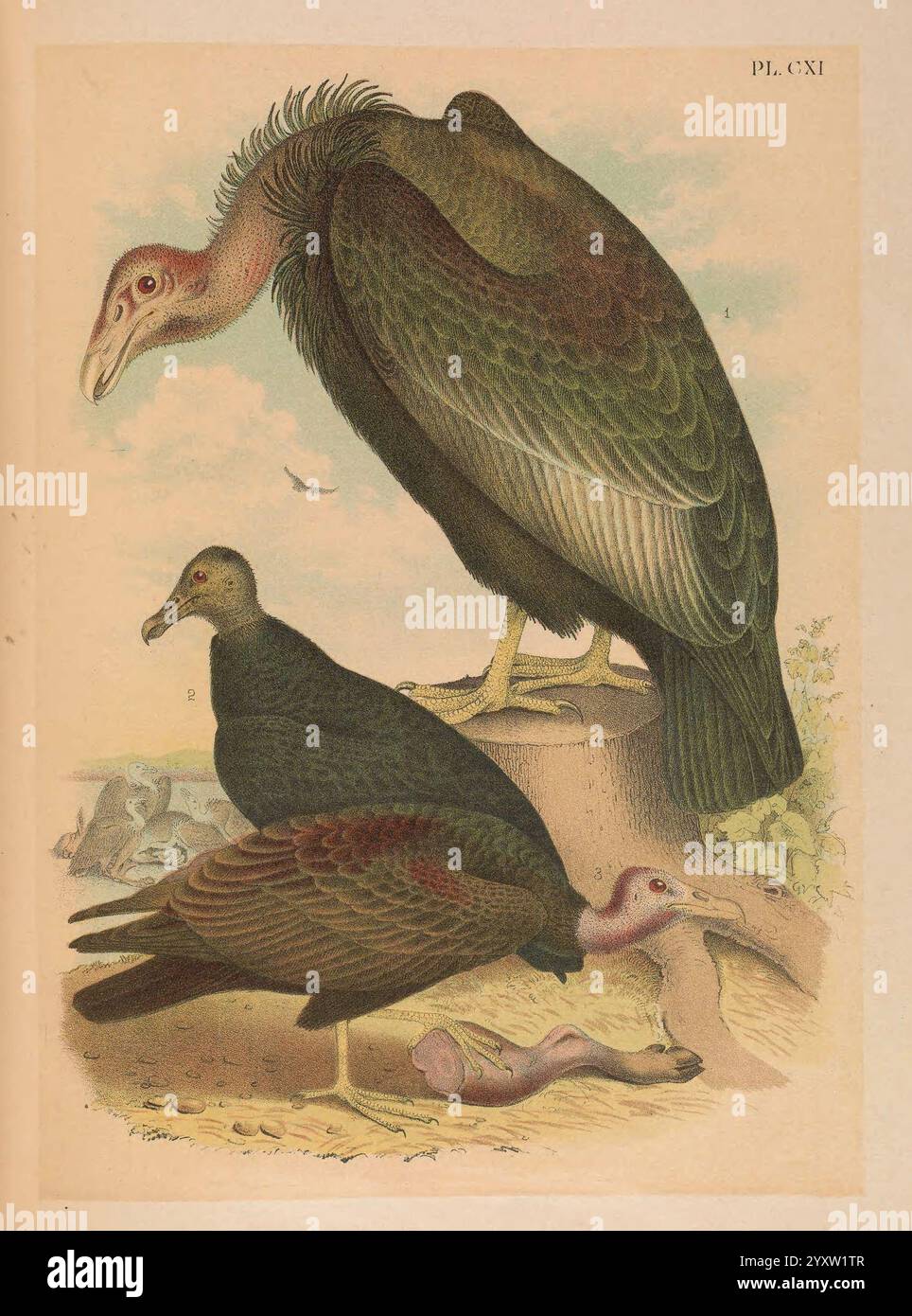 Two smaller vultures hi-res stock photography and images - Alamy