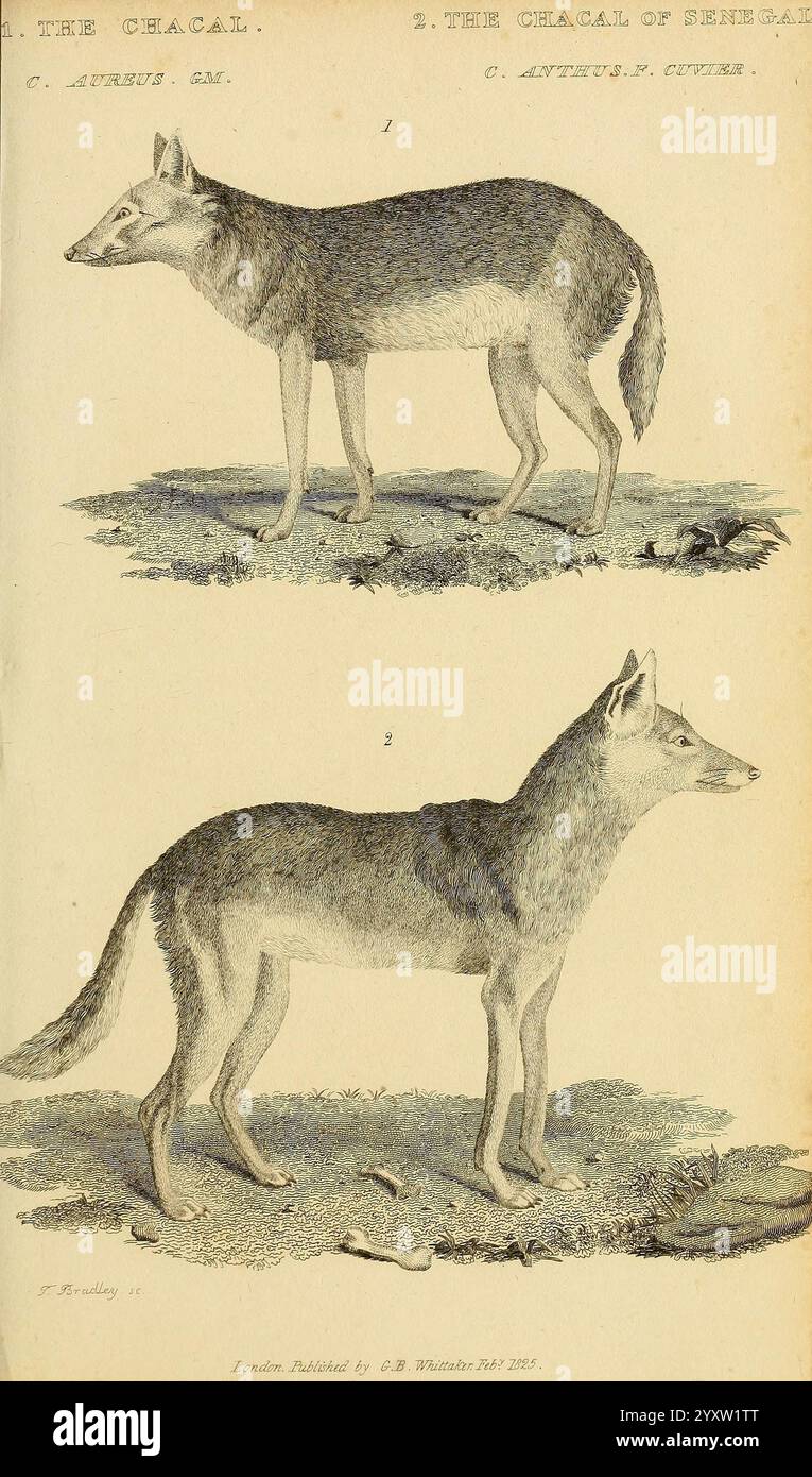The class Mammalia London, Printed for Geo. B. Whittaker, 1827. mammals ...