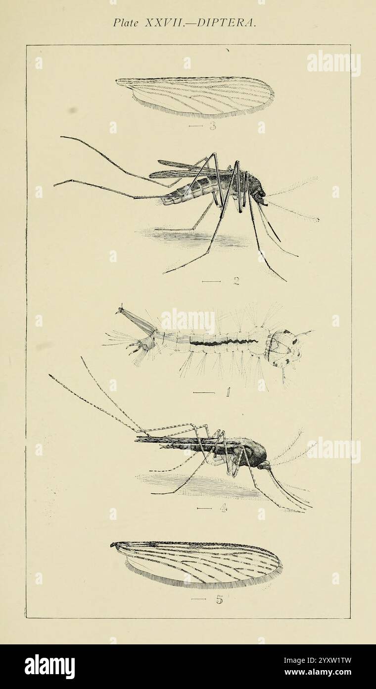 Fatigans hi-res stock photography and images - Alamy