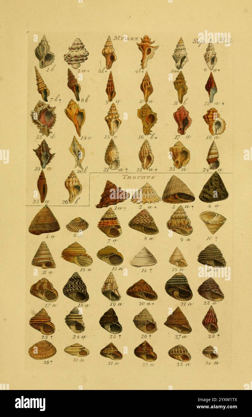 Index Testaceologicus London, 1856. Mollusks, Shells, A detailed ...