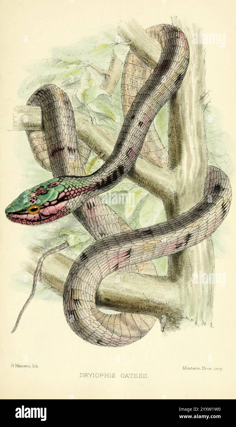 Snakes elongated form gracefully intertwines hi-res stock photography ...