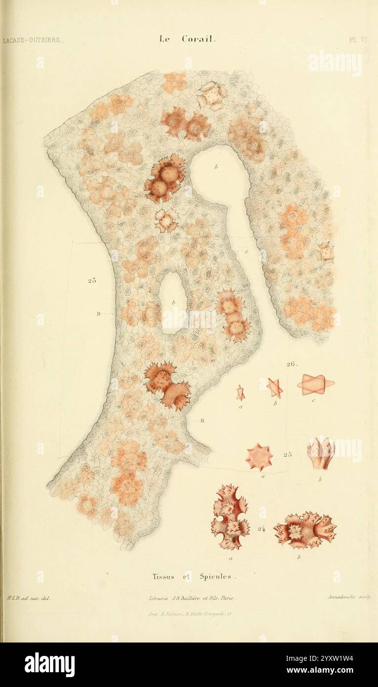 Labeled diagrams surround hi-res stock photography and images - Alamy