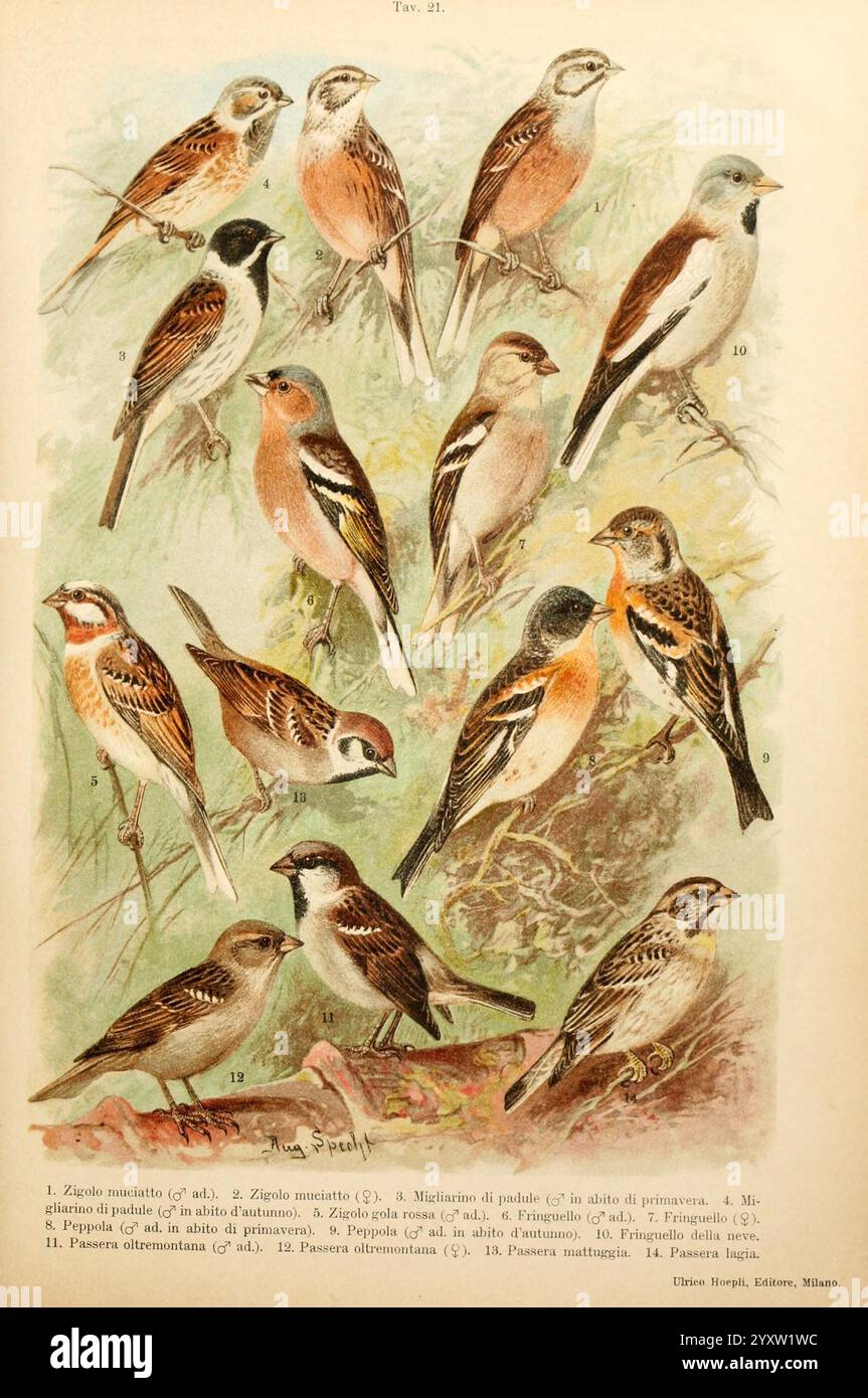 Diverse avian subjects hi-res stock photography and images - Alamy