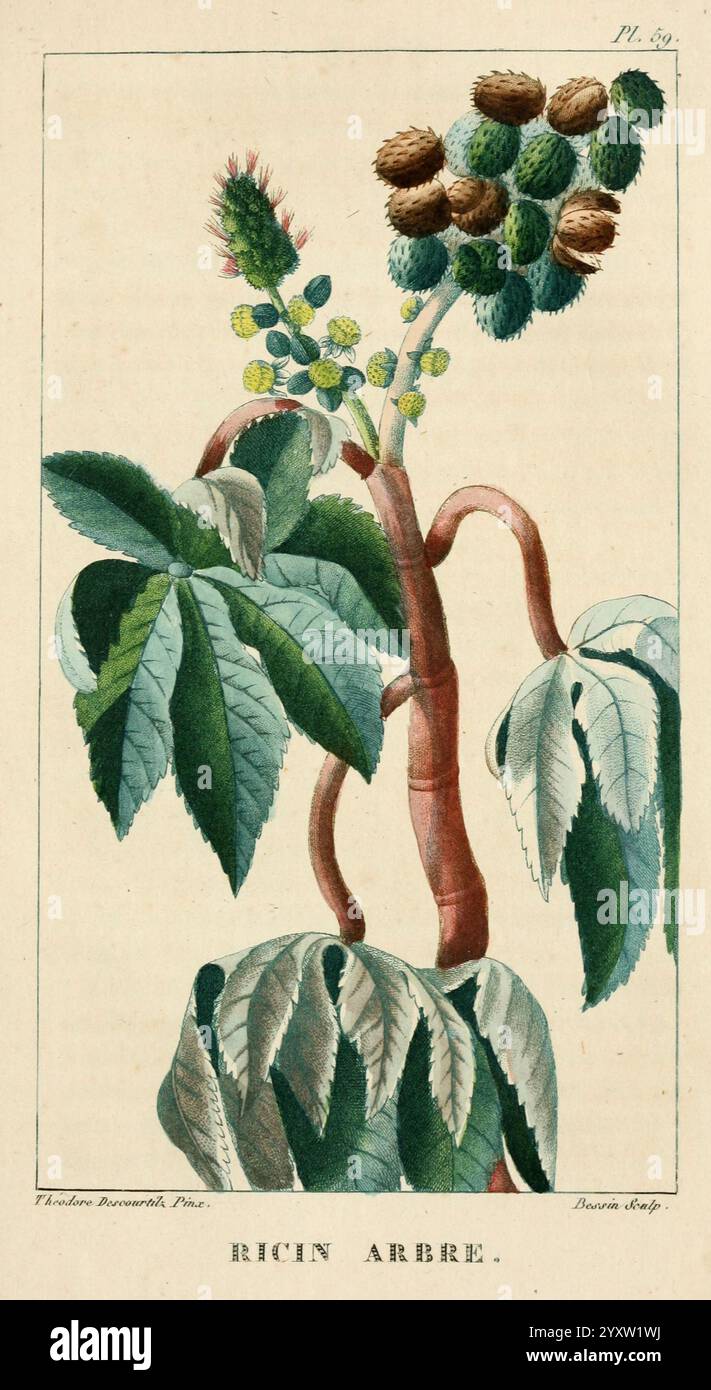 Flore pittoresque et médicale des Antilles v.1, Paris, Pichard, 1821 ...