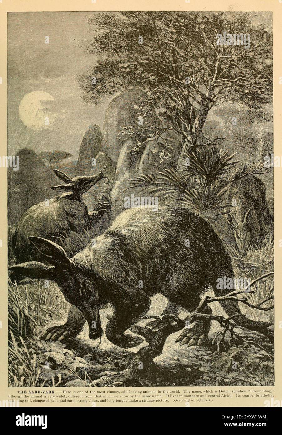 Elongated creatures amidst hi-res stock photography and images - Alamy