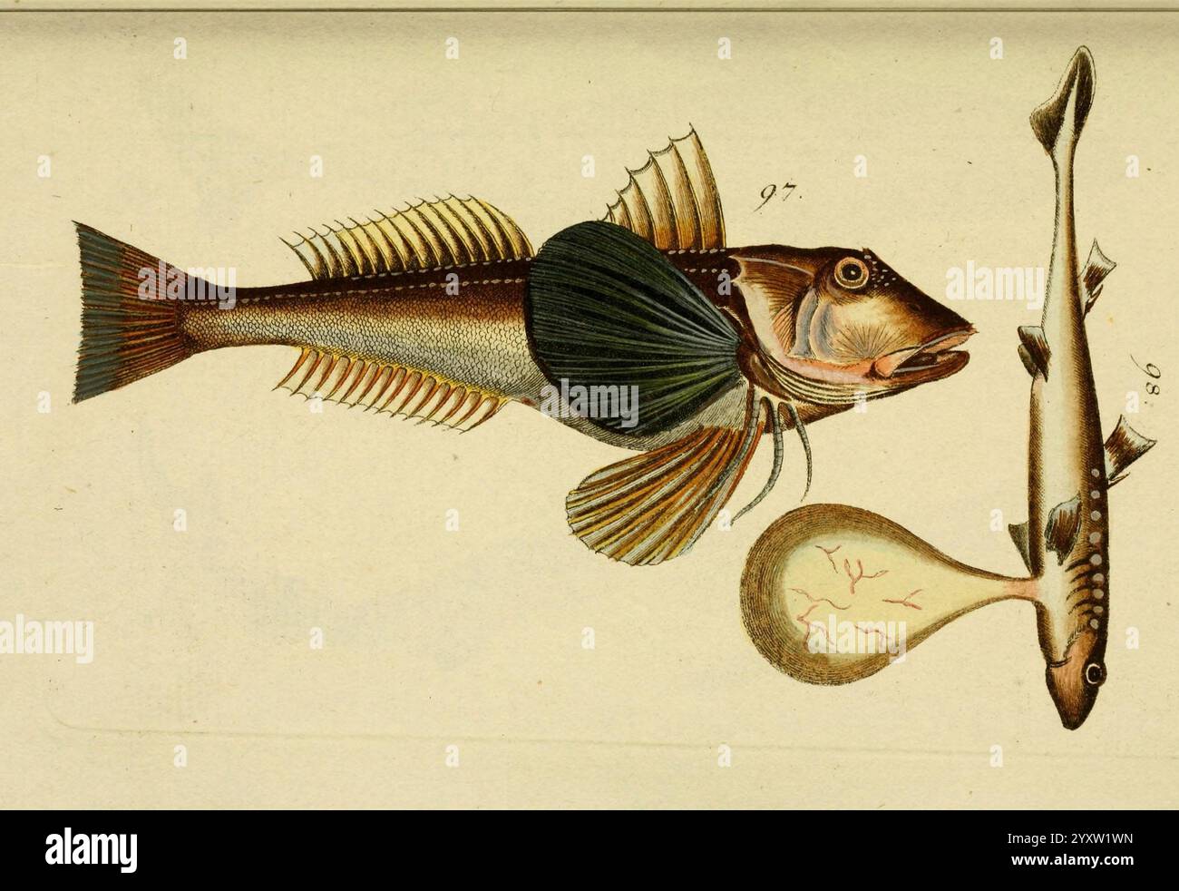 Minimal fin structure hi-res stock photography and images - Alamy