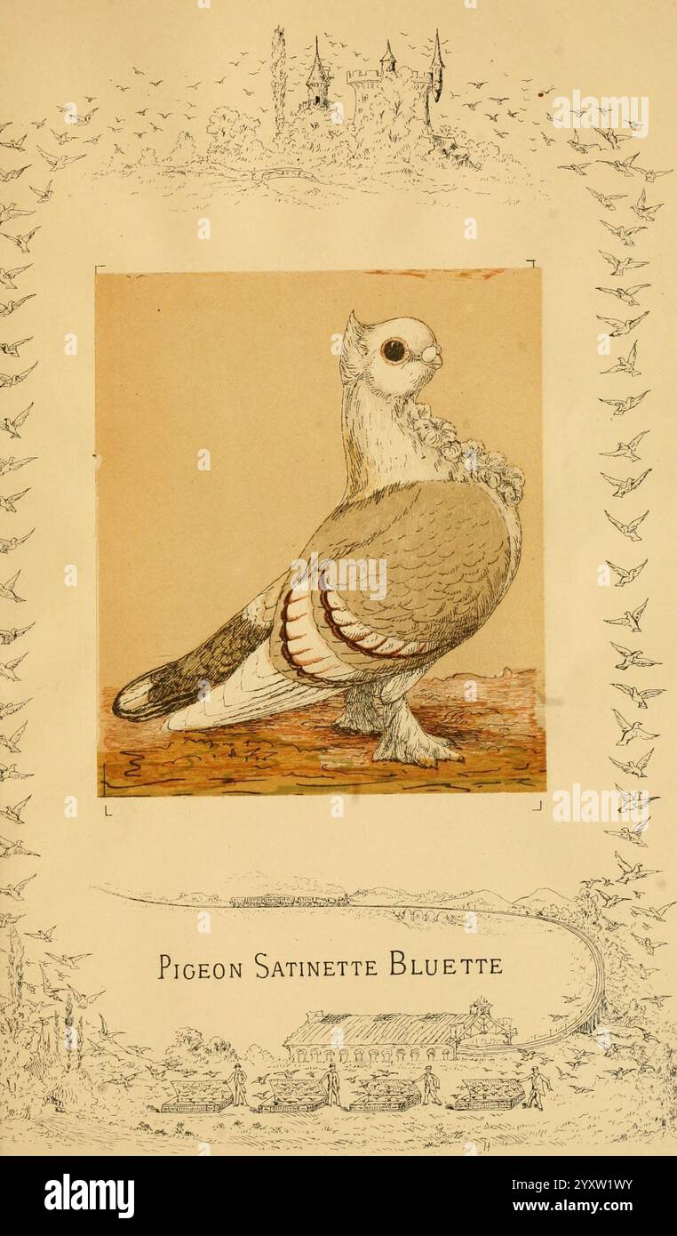 Satinettes hi-res stock photography and images - Alamy