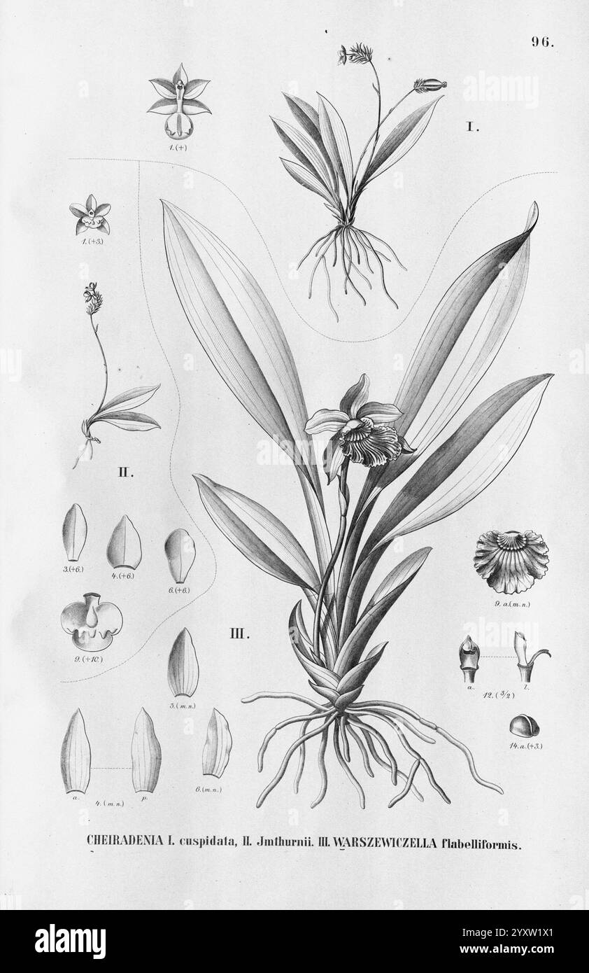 Orchid flower studies Black and White Stock Photos & Images - Alamy